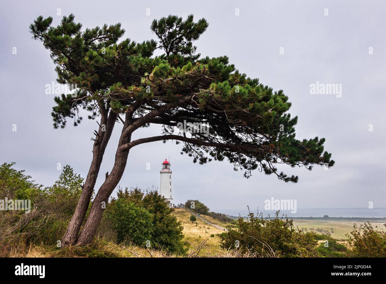 lighthouse, windswept trees, hiddensee, lighthouses, hiddensees Stock ...