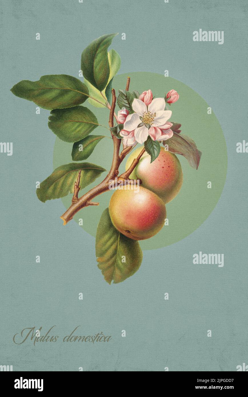 illustration, apple variety, boskoop, illustrations, apple varieties ...