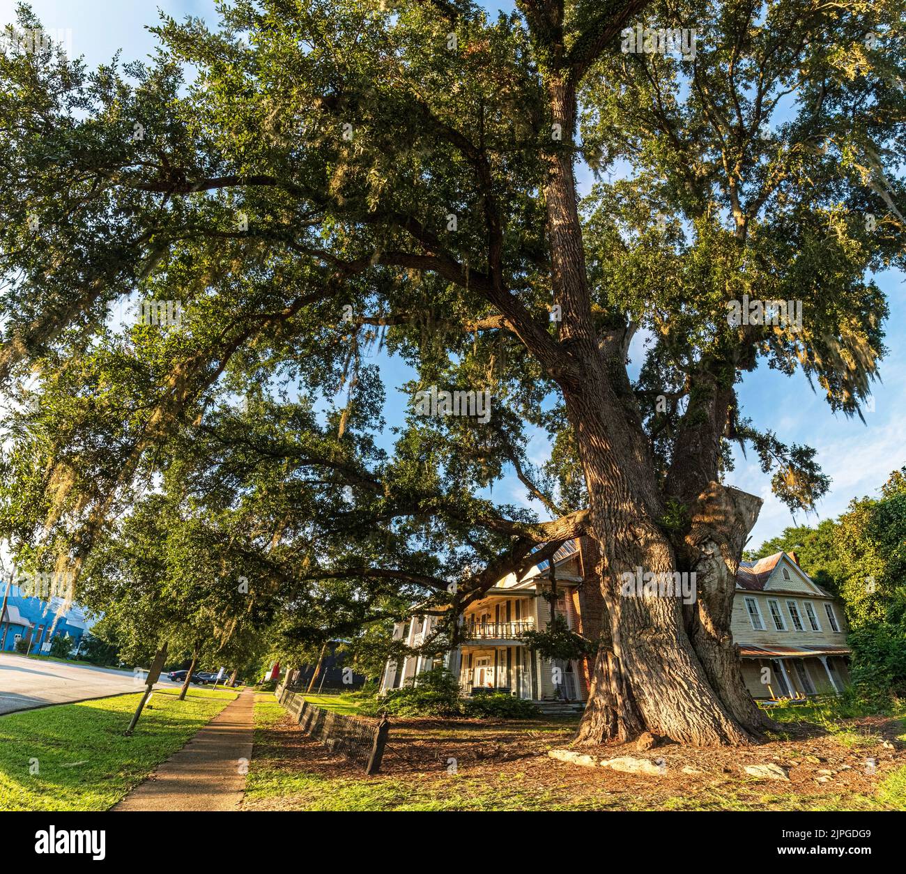 Fort Gaines, Georgia, USA - August 13, 2022: Enormous live oak tree ...