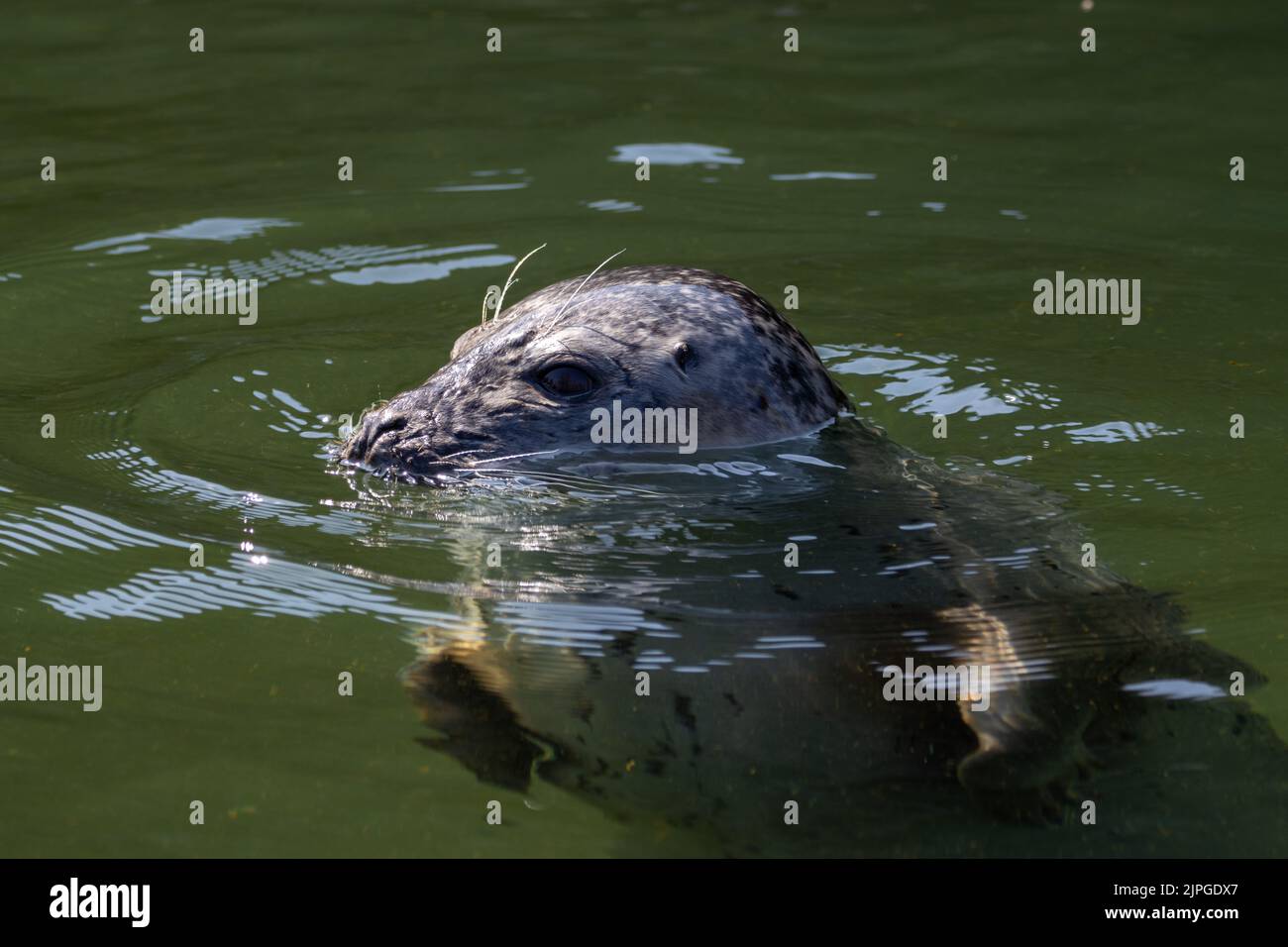 Photogenic seal in Bern Zoo Daehlhoelzli Switzerland waiting for food ...