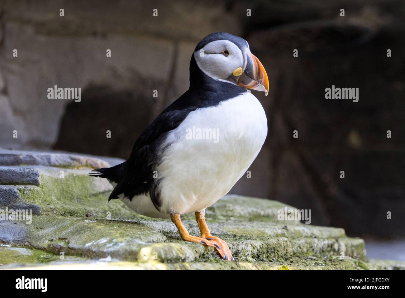Funny puffin that didn't quite know whether to take off or not in ...