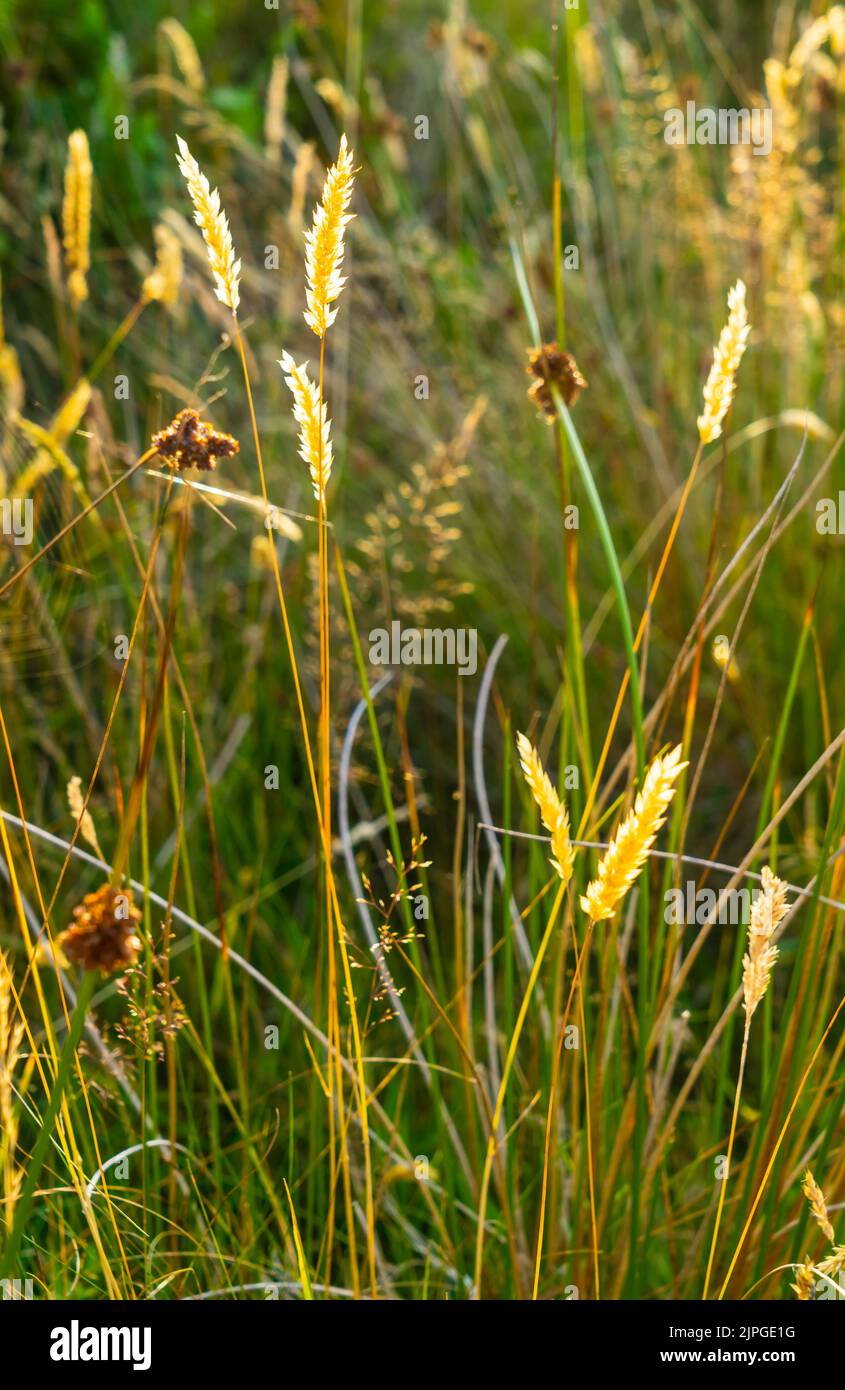 Blacklight effect hi-res stock photography and images - Alamy