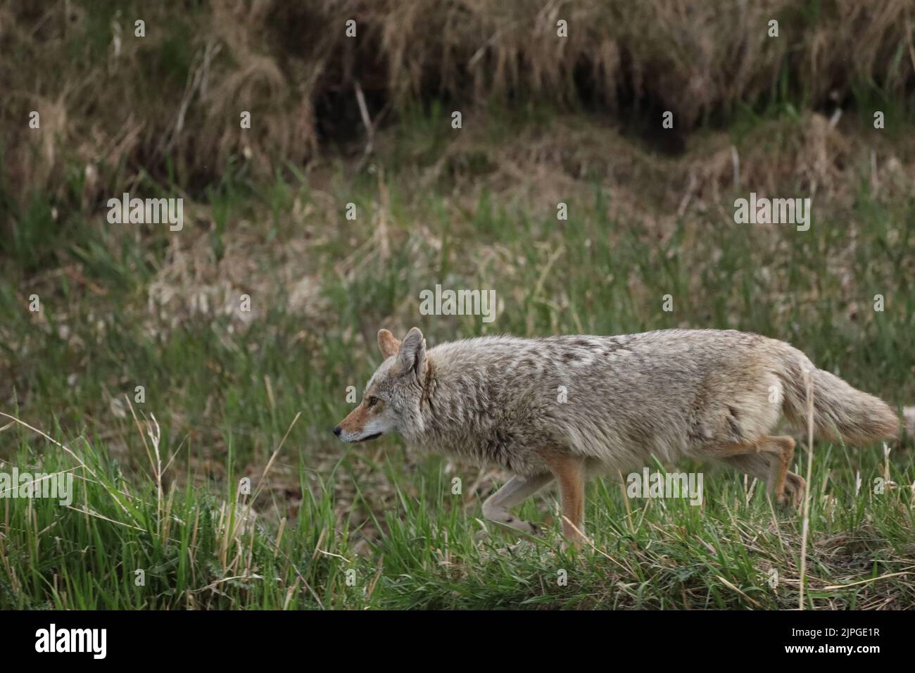 Coyote prowling around fishcreek park Stock Photo - Alamy