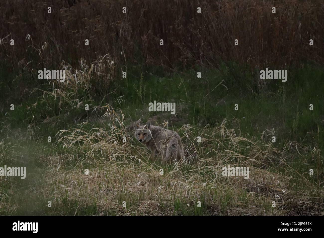 Coyote prowling around fishcreek park Stock Photo - Alamy