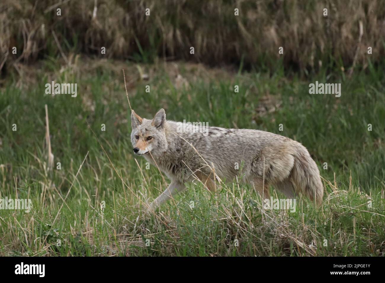 Coyote prowling around fishcreek park Stock Photo - Alamy