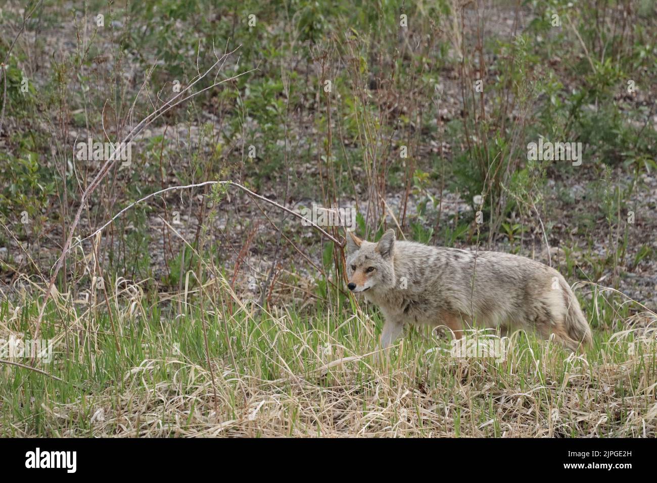 Coyote prowling around fishcreek park Stock Photo - Alamy