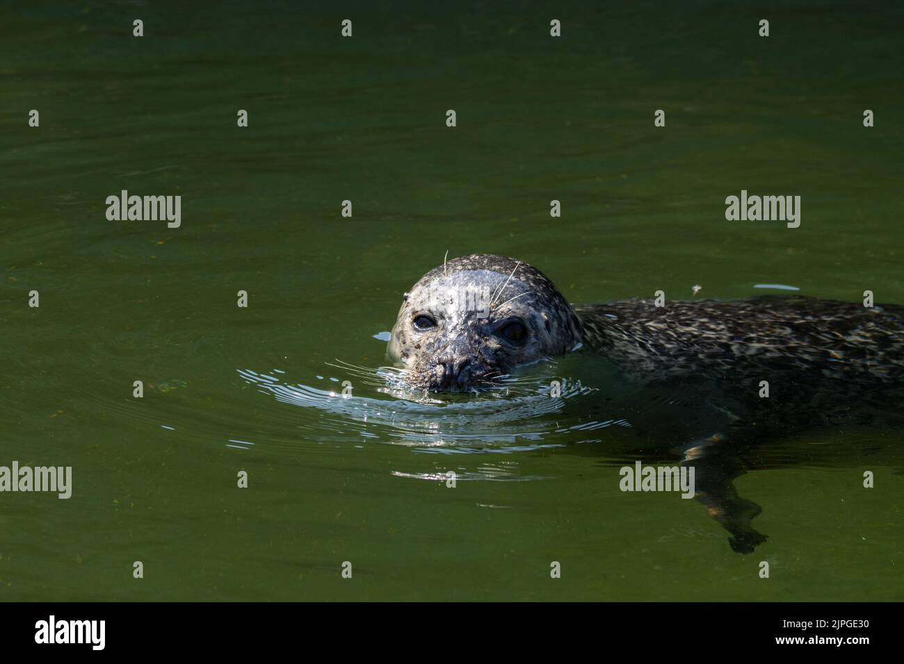 Photogenic seal in Bern Zoo Daehlhoelzli Switzerland waiting for food ...