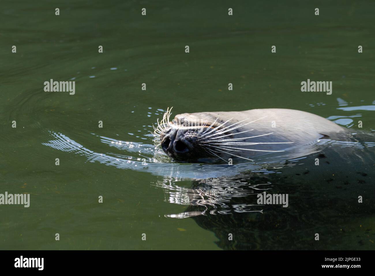 Photogenic seal in Bern Zoo Daehlhoelzli Switzerland waiting for food ...