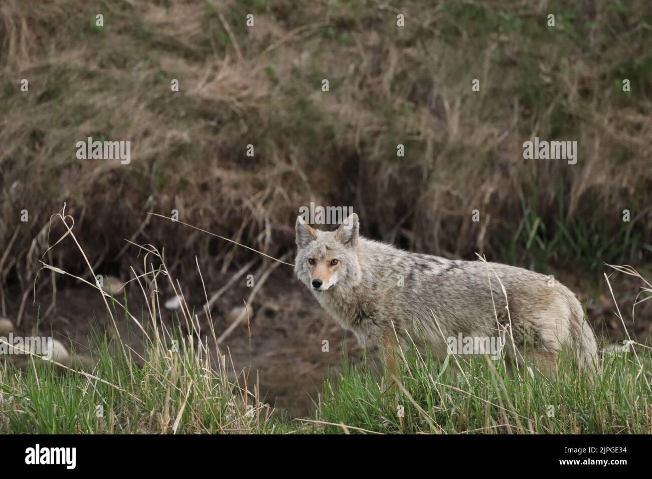 Coyote prowling around fishcreek park Stock Photo - Alamy