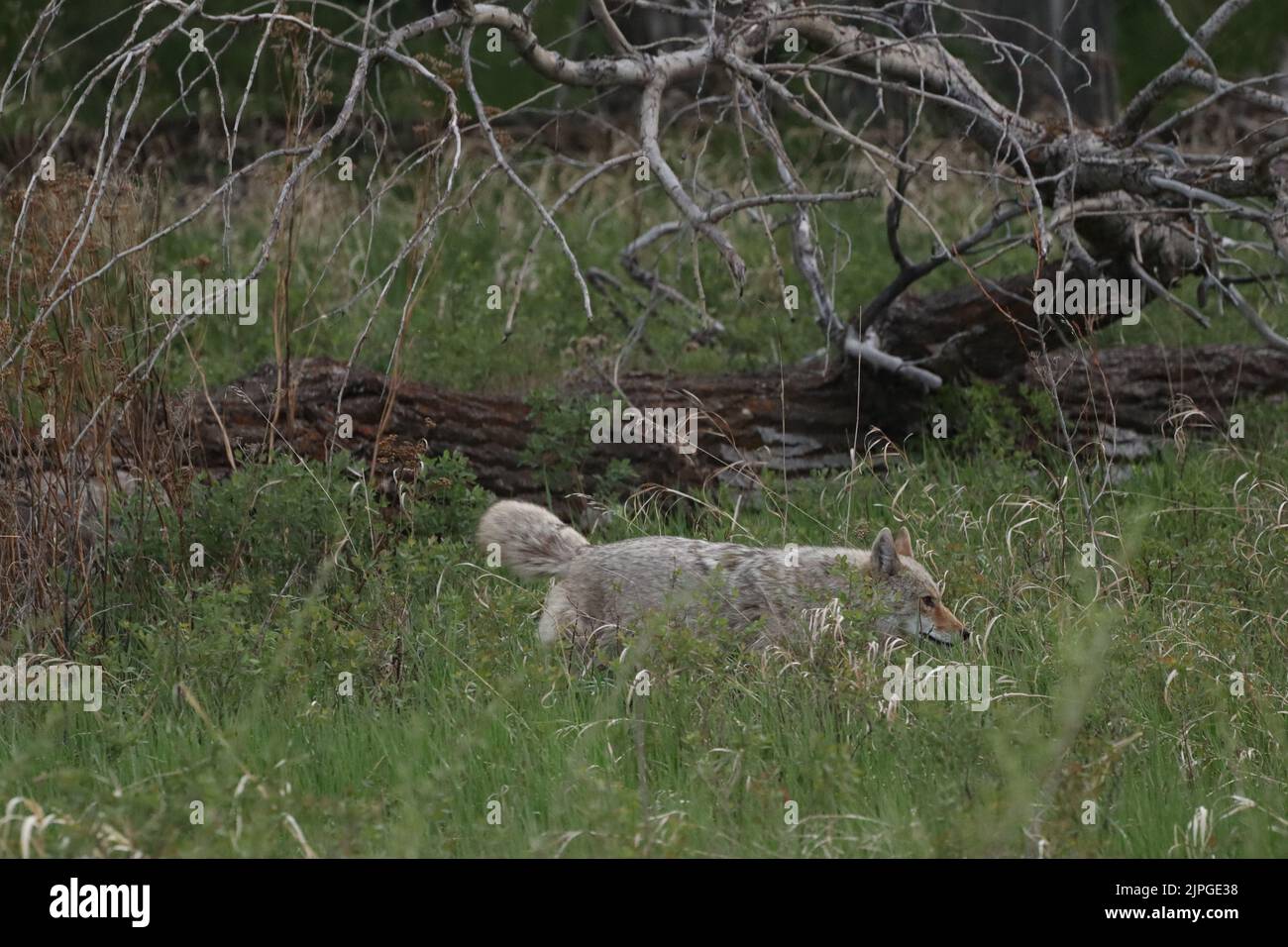 Coyote prowling around fishcreek park Stock Photo - Alamy