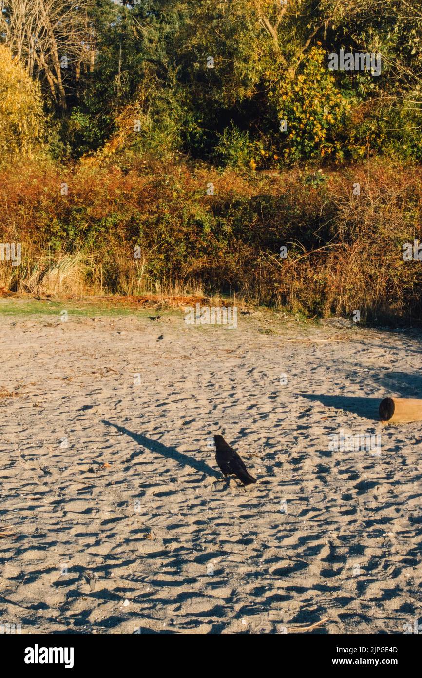 black crow bird on sandy beach with shadows Stock Photo - Alamy