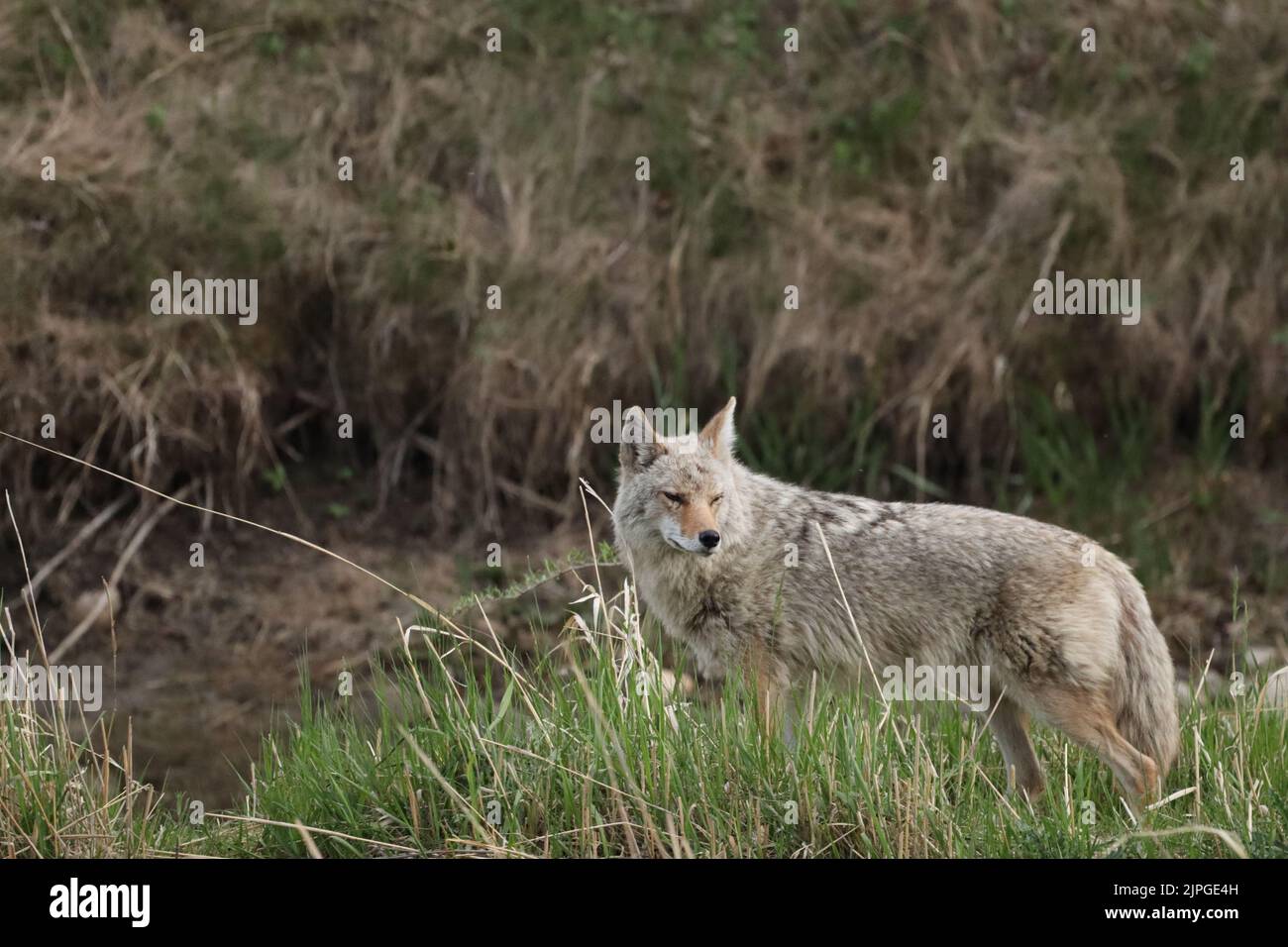 Coyote prowling around fishcreek park Stock Photo - Alamy