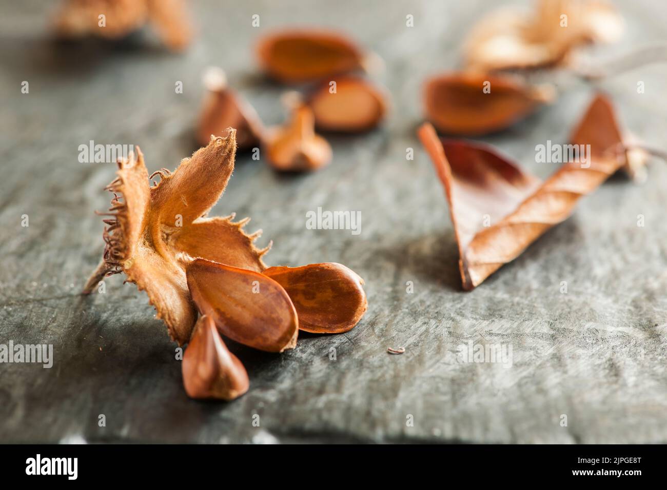 Beech tree fruits hi-res stock photography and images - Alamy