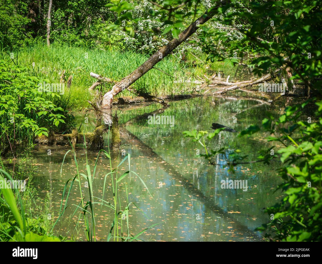 pond, biotope, wetland, ponds, biotopes, wetlands Stock Photo - Alamy