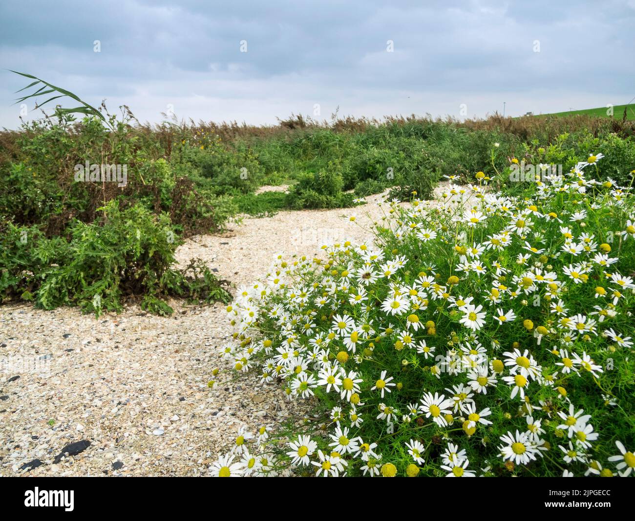 oxeye daisy, leucanthemum vulgare, oxeye daisies Stock Photo - Alamy