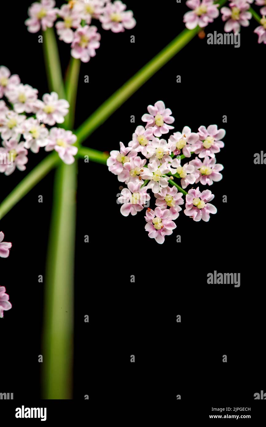 meadow common hogweed, heracleum sphondylium, common hogweeds Stock ...
