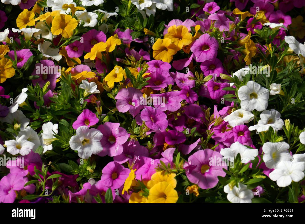 Petunia varieties hi-res stock photography and images - Alamy