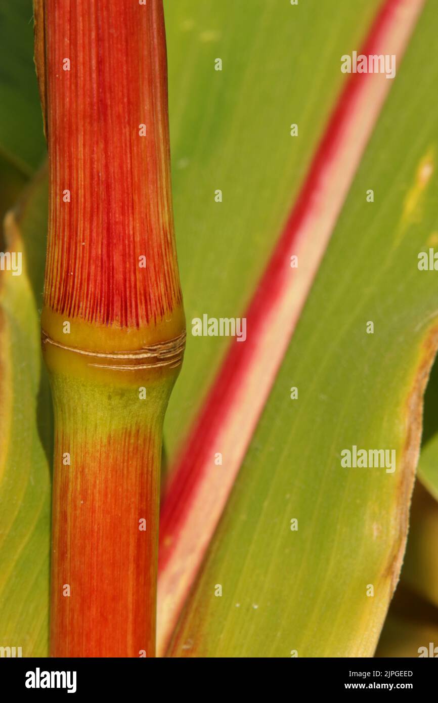 stalk, maize, stalks, corn crops Stock Photo - Alamy
