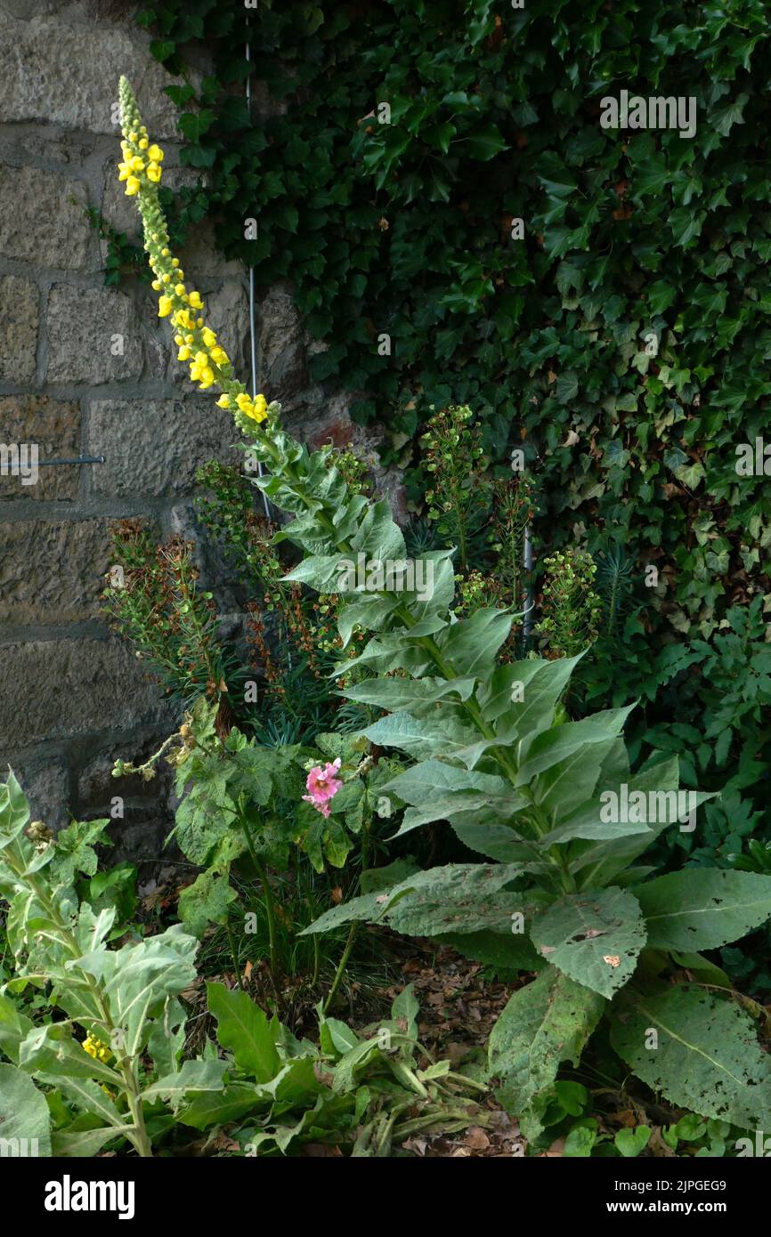 Verbascum plant hi-res stock photography and images - Alamy