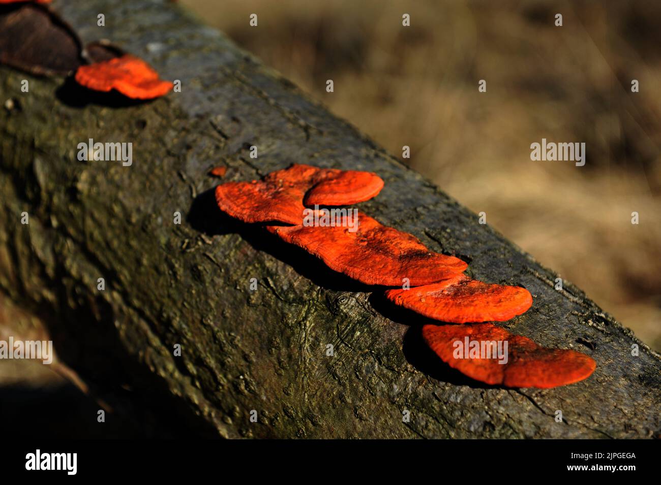 tree fungus, pycnoporus cinnabarinus Stock Photo - Alamy