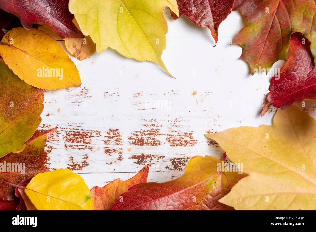 frame made of colorful autumn leaves, flat lay with copy space Stock ...
