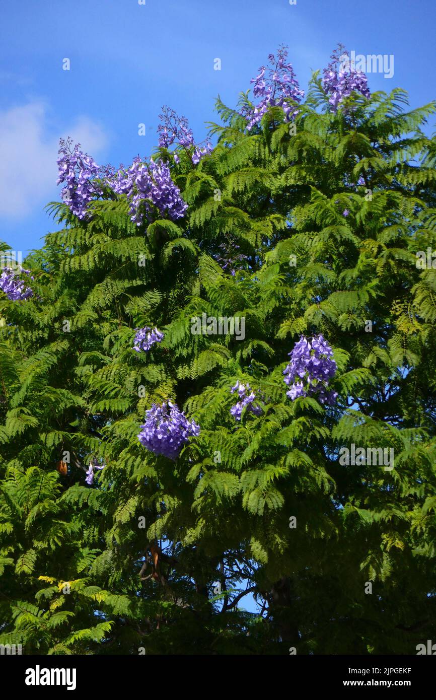 Jacaranda trees flowering mimosifolia hi-res stock photography and ...