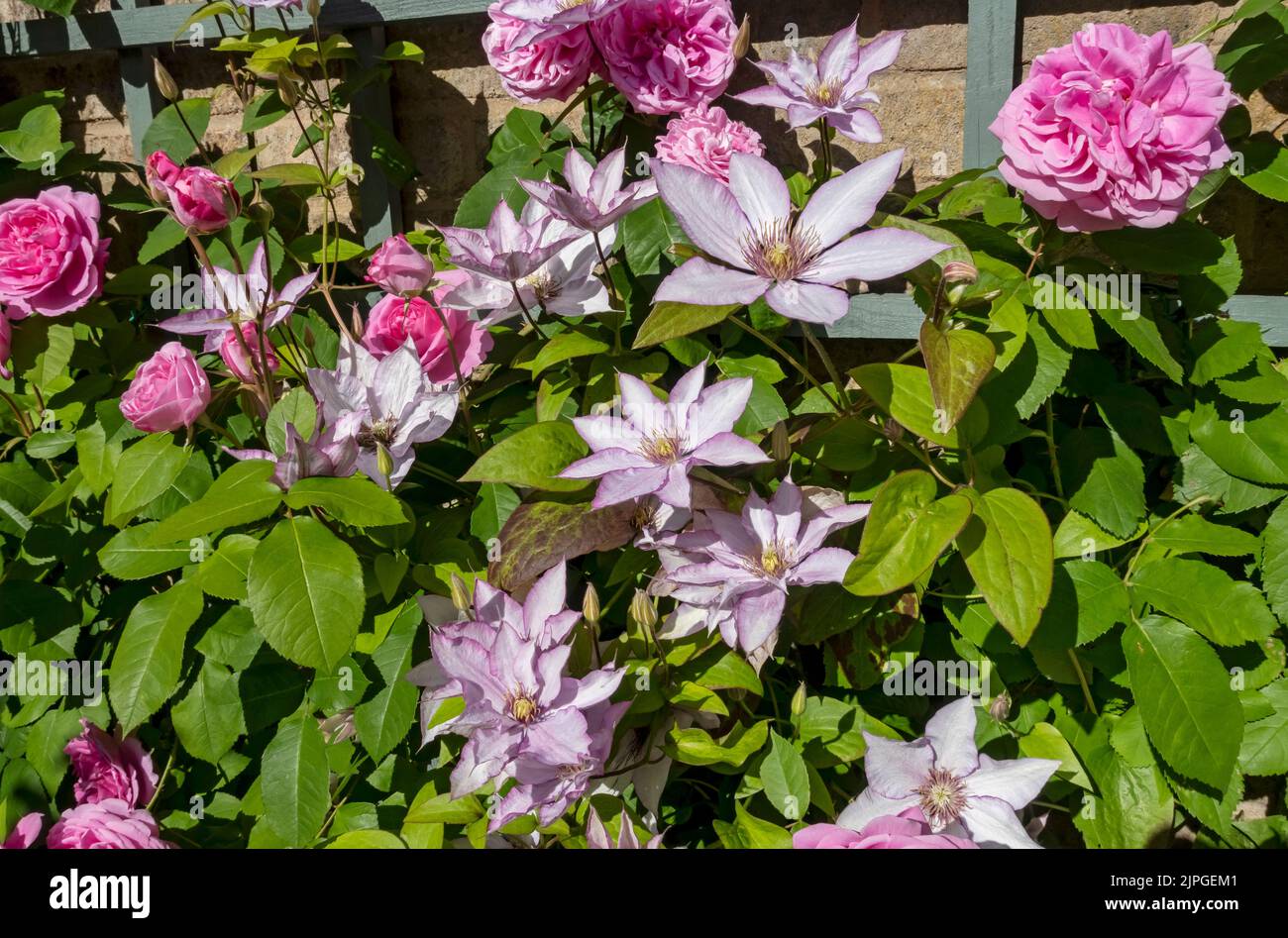 Pink rose ‘Gertrude Jekyll’ roses and clematis ‘Samaritan Jo’ climbing ...