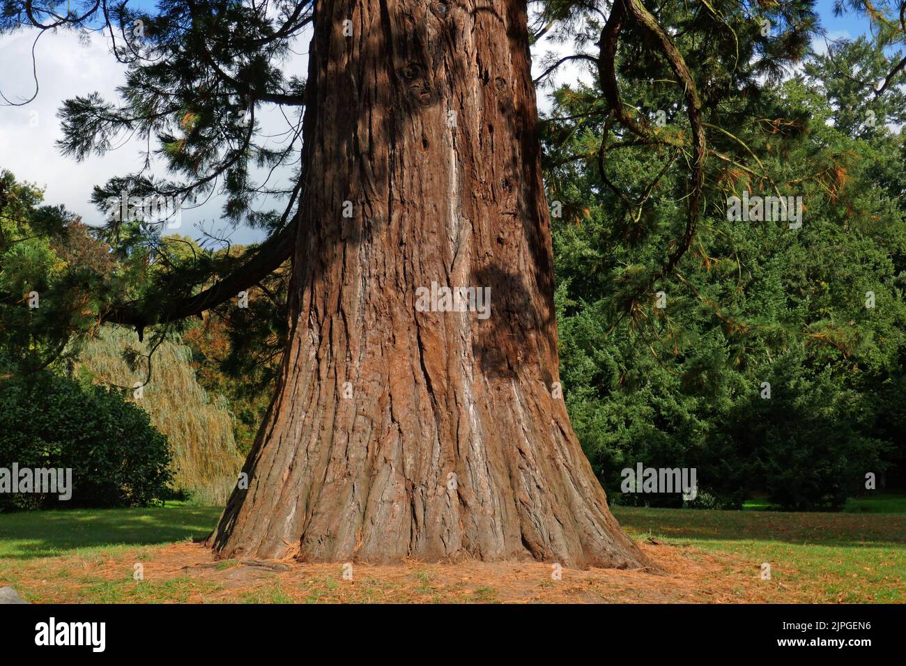 giant sequoia, sequoiadendron giganteum, giant sequoias Stock Photo - Alamy