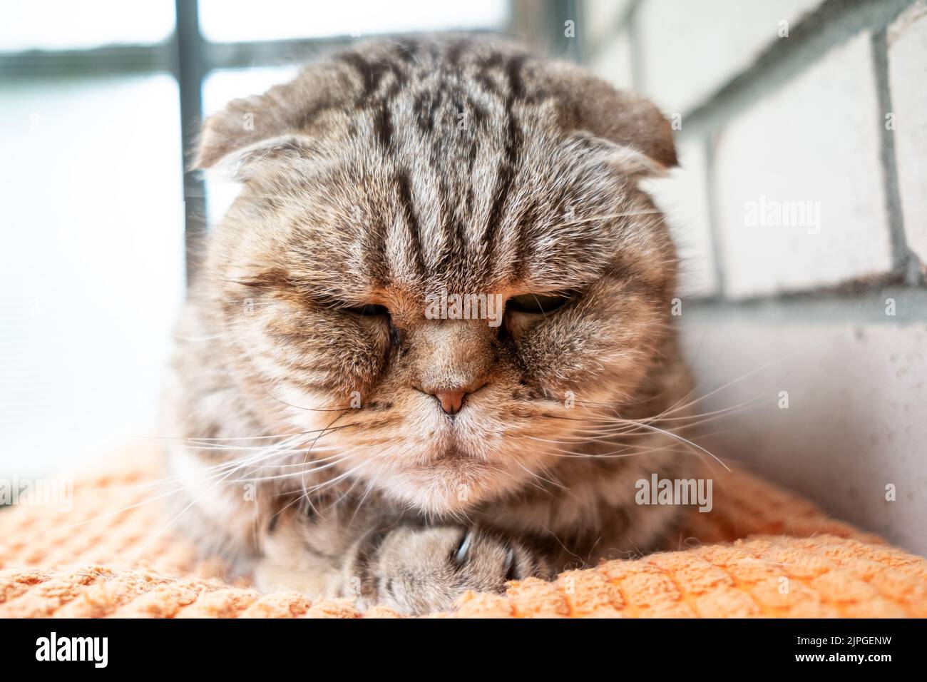 Cat, Scottish Fold, is depressed, she is sad lying on a pillow, against ...