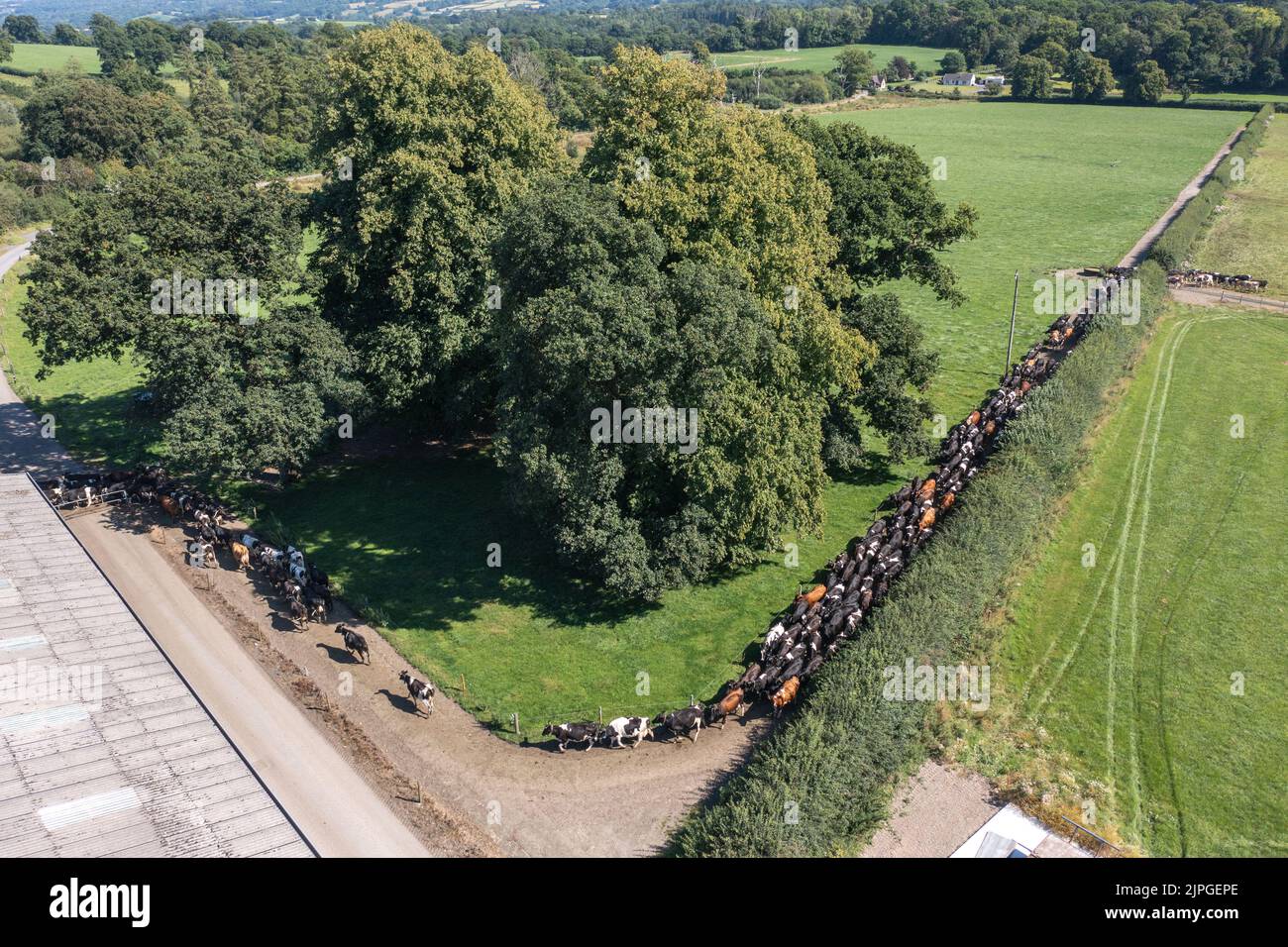 Diary cows coming in for milking on a 500 cow farm, Towy Valley ...