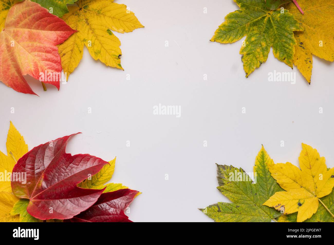 frame made of colorful autumn leaves, flat lay with copy space Stock ...
