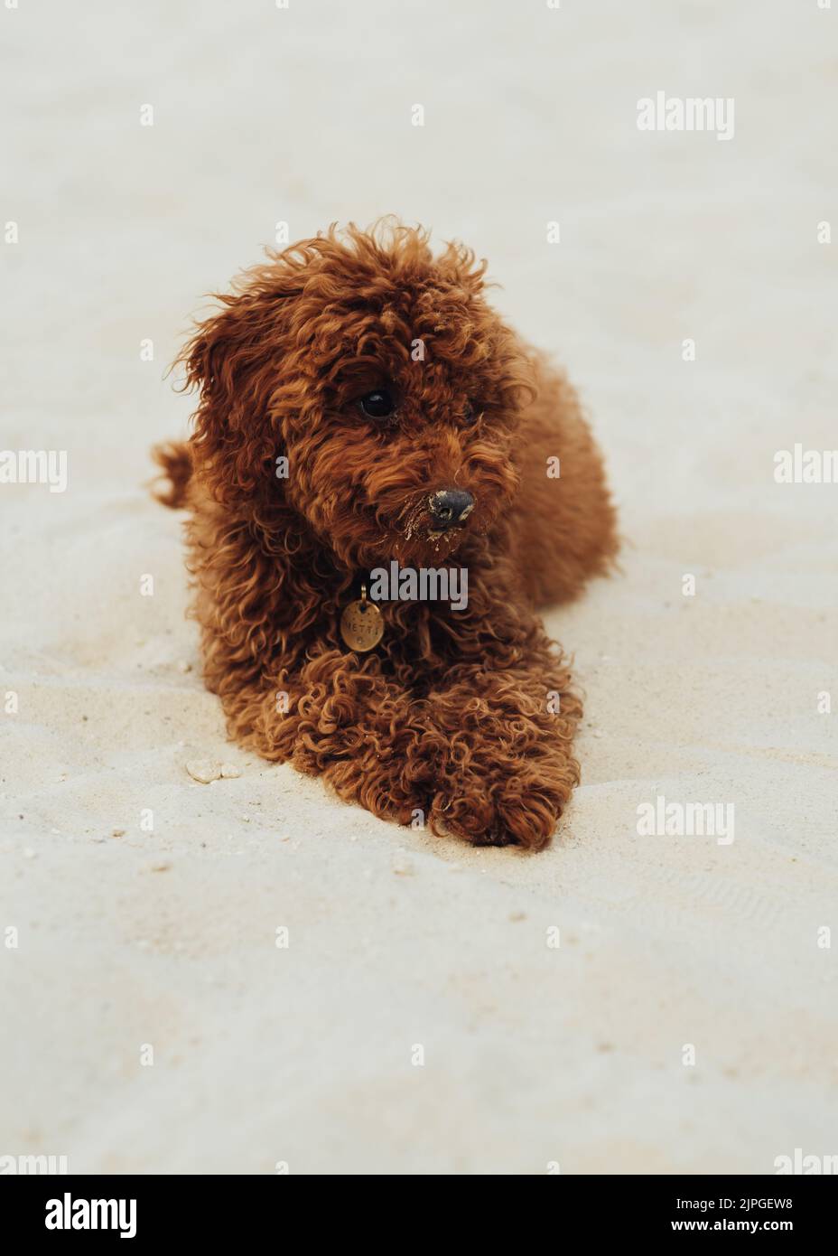 Beautiful Redhead Dog, Toy Poodle Breed Called Metti Laying on the Sand ...