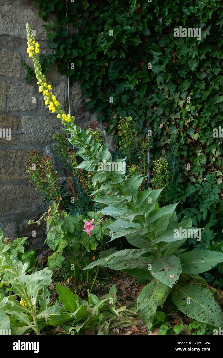 great mullein, verbascum thapsus, common mullein Stock Photo - Alamy