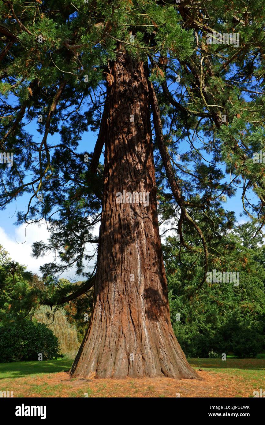 giant sequoia, sequoiadendron giganteum, giant sequoias Stock Photo - Alamy