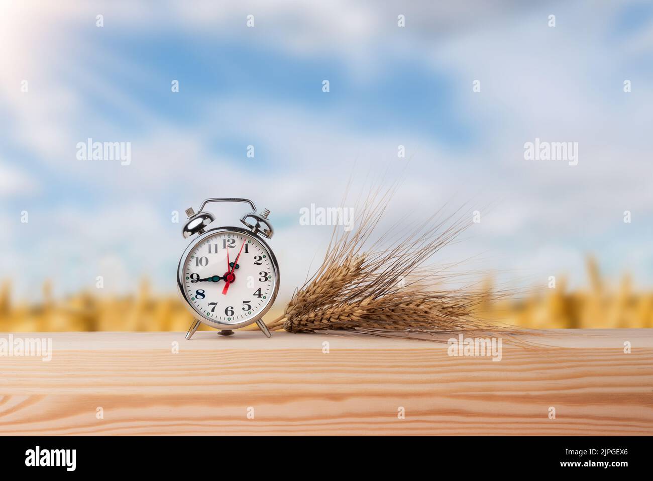 Semolina wheat plant hi-res stock photography and images - Alamy
