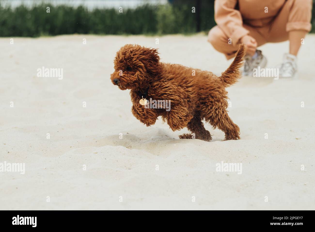 Beautiful Redhead Dog, Toy Poodle Breed Called Metti Jumping on the ...
