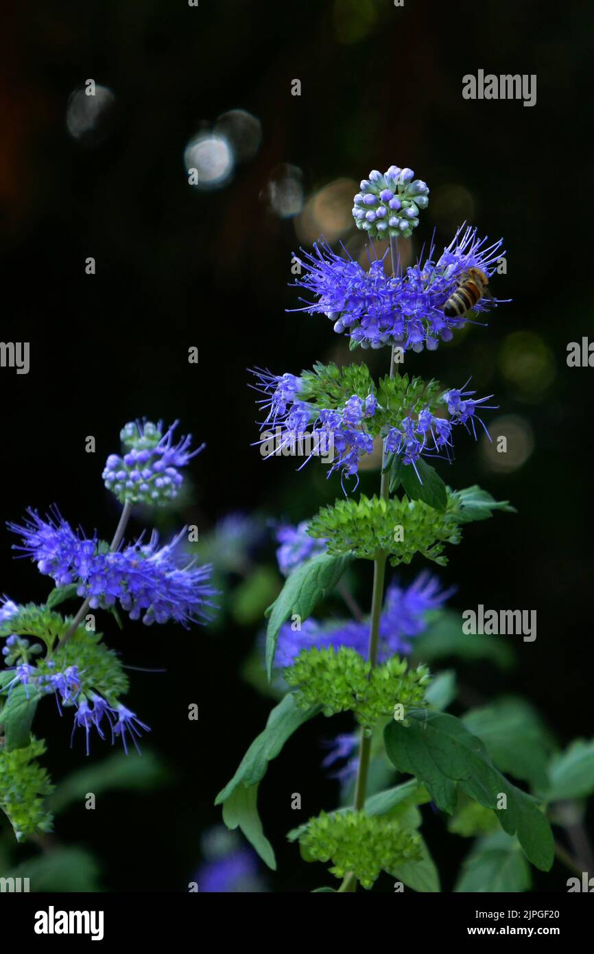 Bart flower hi-res stock photography and images - Alamy