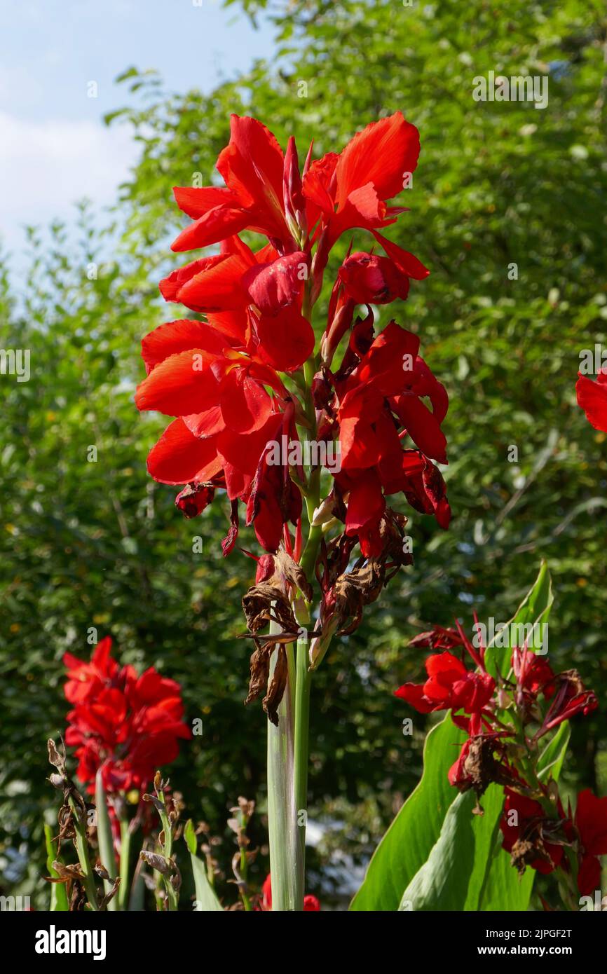 indian canna indica, canna indica, canna indicas Stock Photo - Alamy