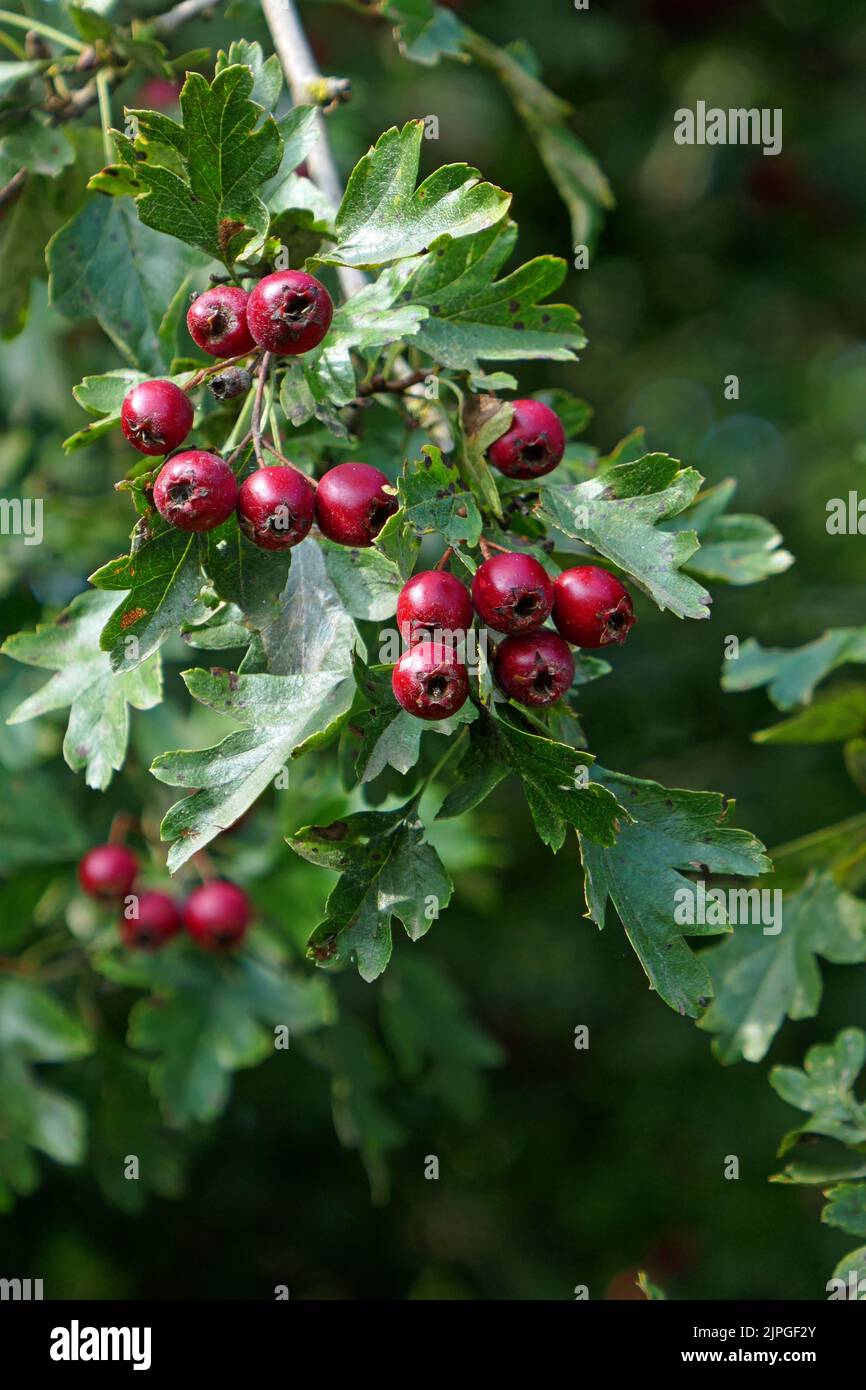 common hawthorn, crataegus monogyna, kernobstgewächse, haw, hawthorn ...