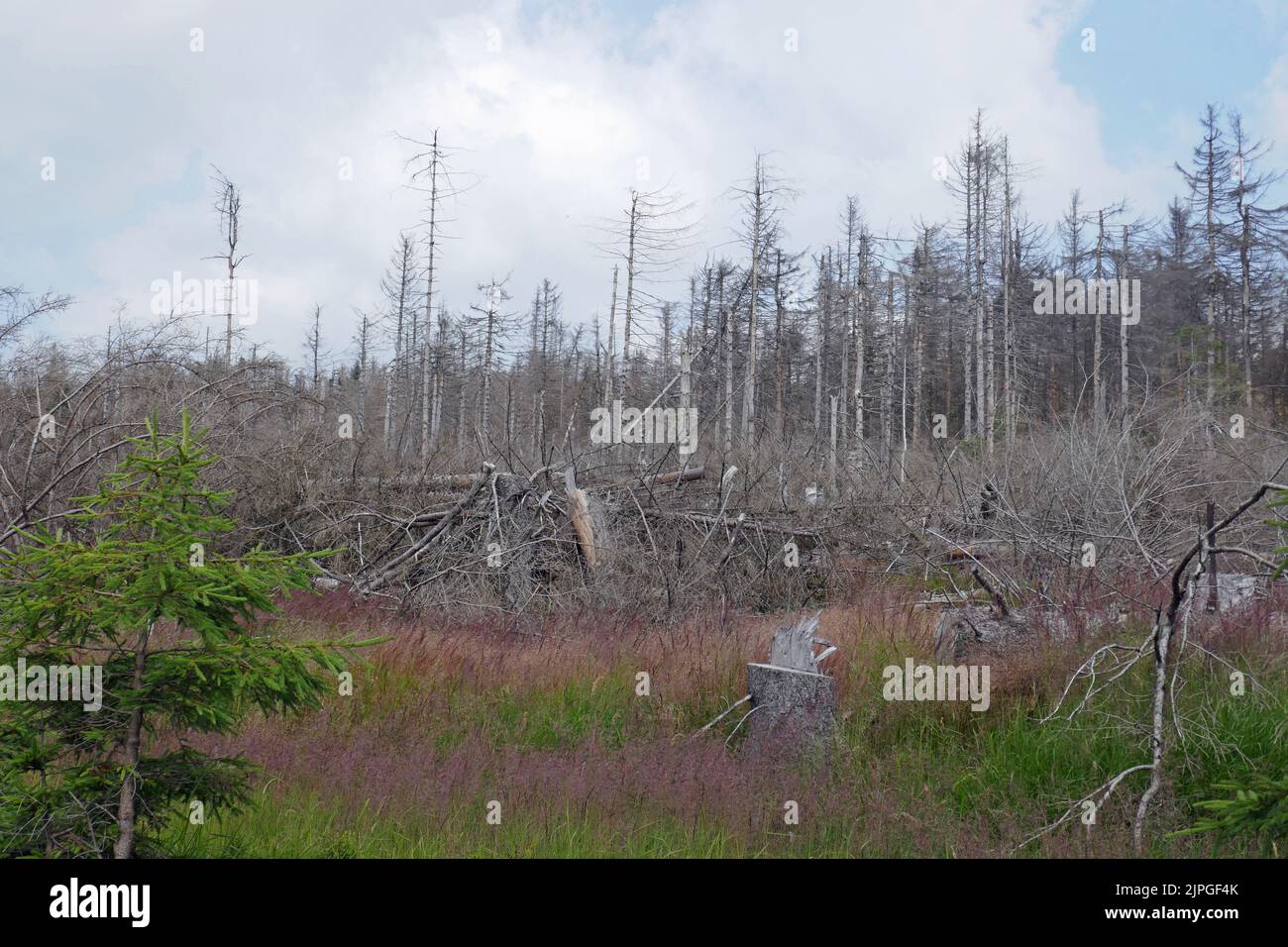 deforestation, dying tree, tree skeleton, deforestations, dying trees ...