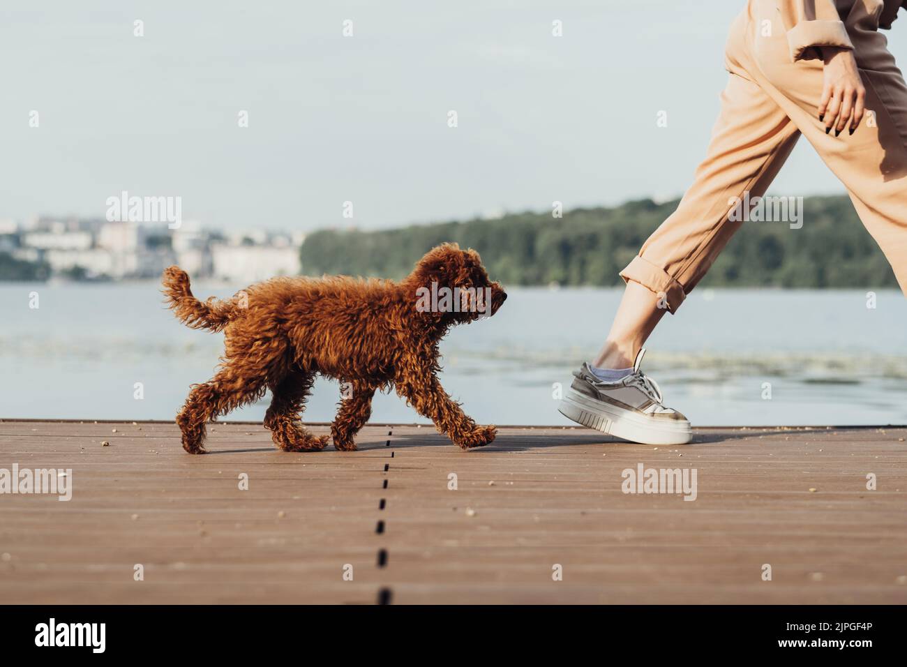 Little dog toy poodle walking with owner outdoors Stock Photo - Alamy