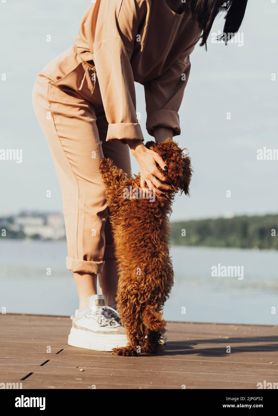 Redhead dog breed toy poodle walking with woman outdoors, female owner ...