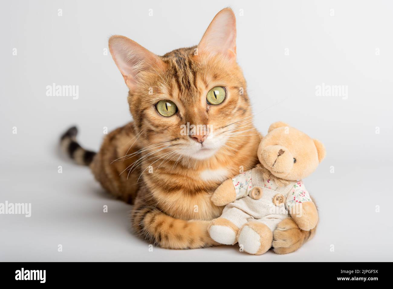 Beautiful Bengal cat hugging a teddy bear on a white background Stock ...