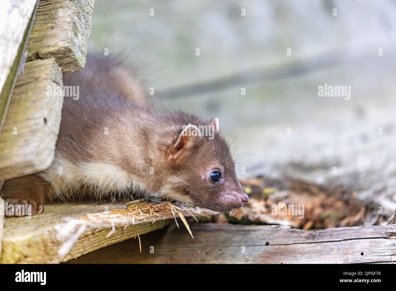 Side view of the head of cute young marten sitting on an old wooden ...