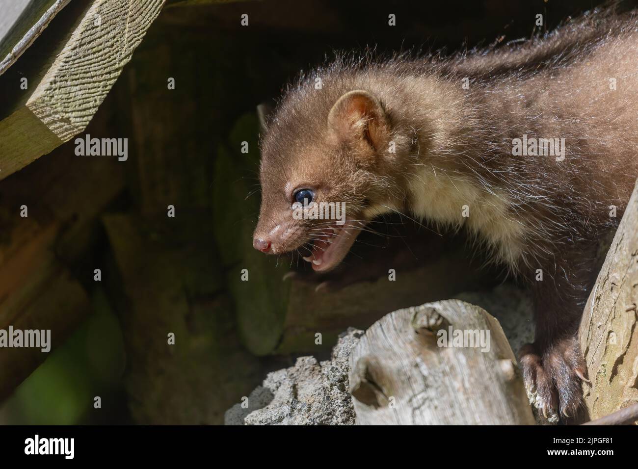 Side view of head of cute young marten with open mouth. Horizontally ...