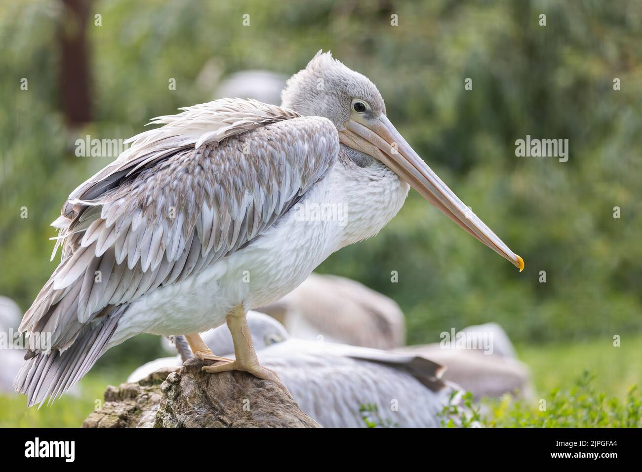 Side view of pink-backed pelican posing outdoors. Horizontally Stock ...