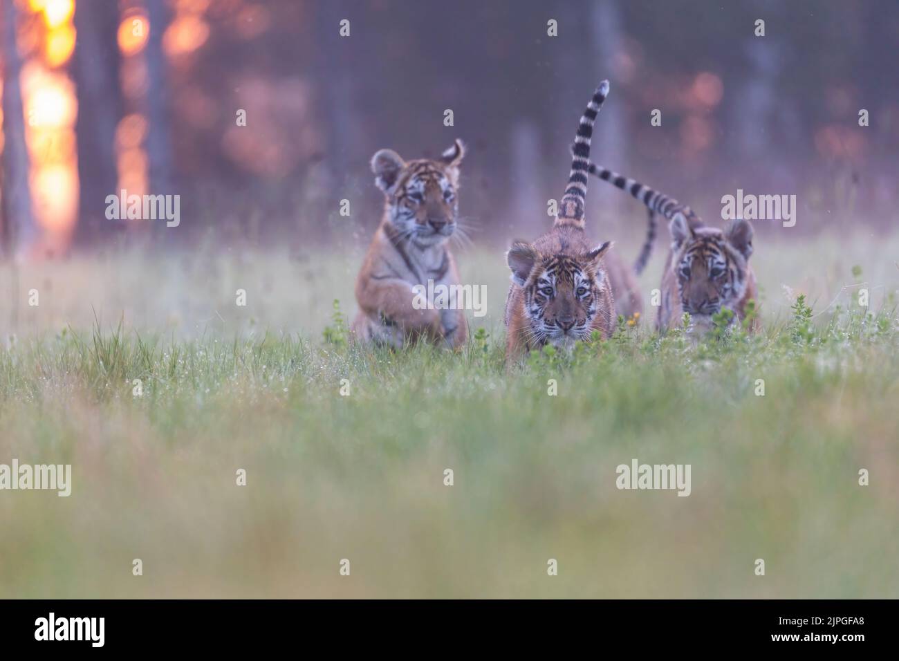 Trio of cute bengal tigers cubs is playing in the morning sun on a ...