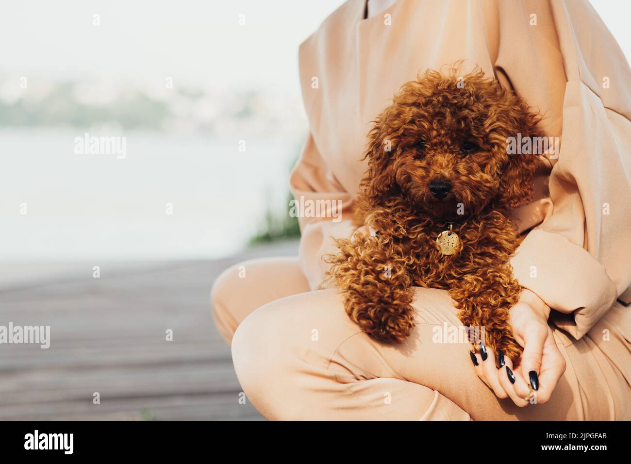Beautiful redhead dog breed toy poodle sitting on woman hands outdoors ...