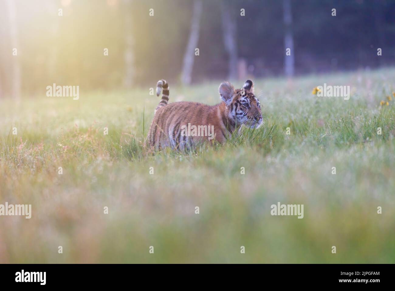 Bengal tiger cub is walking in the morning sun on the meadow ...