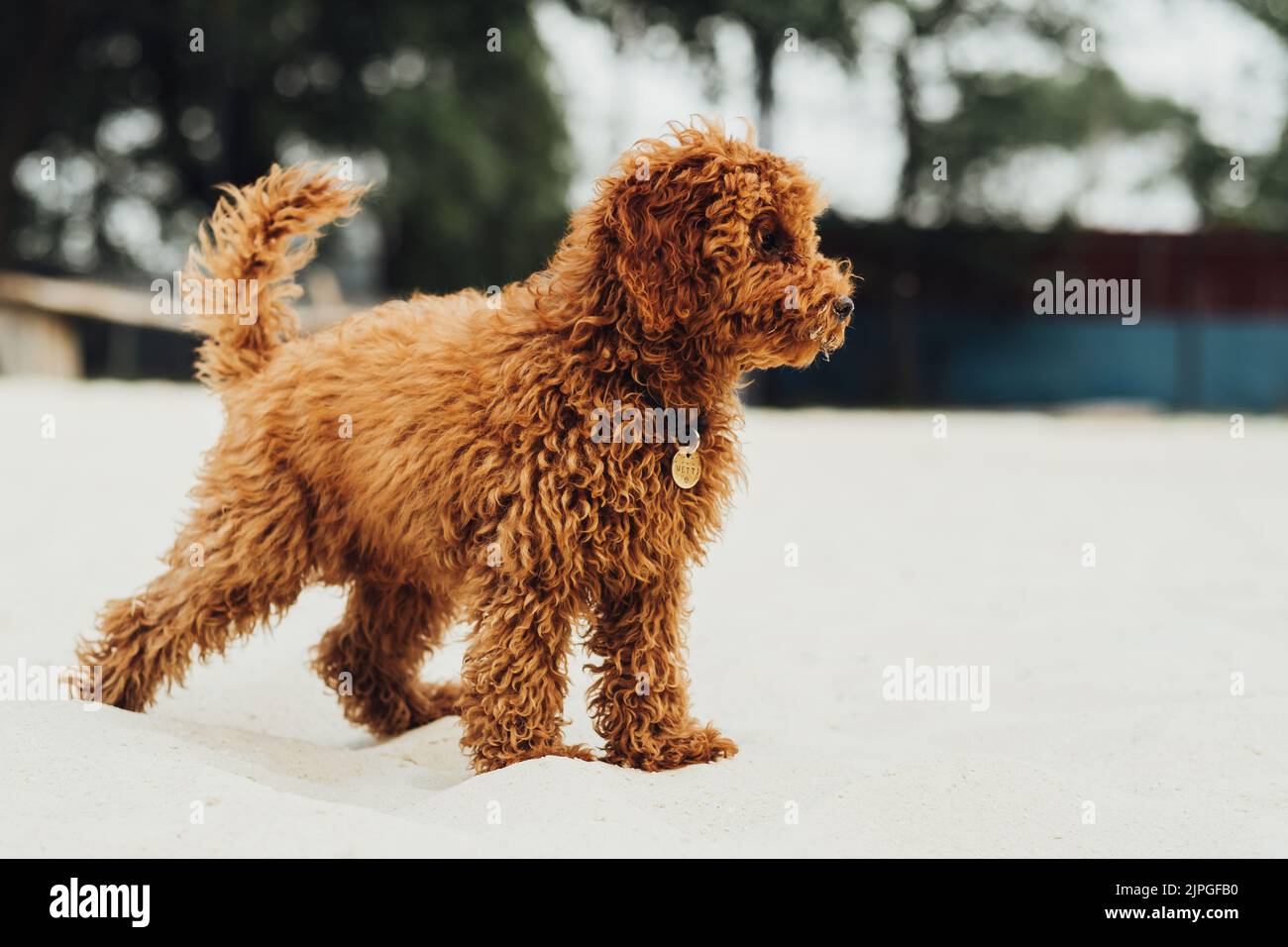 Portrait of Toy Poodle Breed Called Metti Outdoors, Beautiful Redhead ...